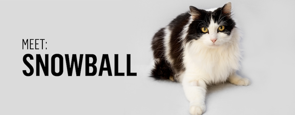 Sydney Dogs and Cats Home | Shelter for Dogs and Cats Sydney