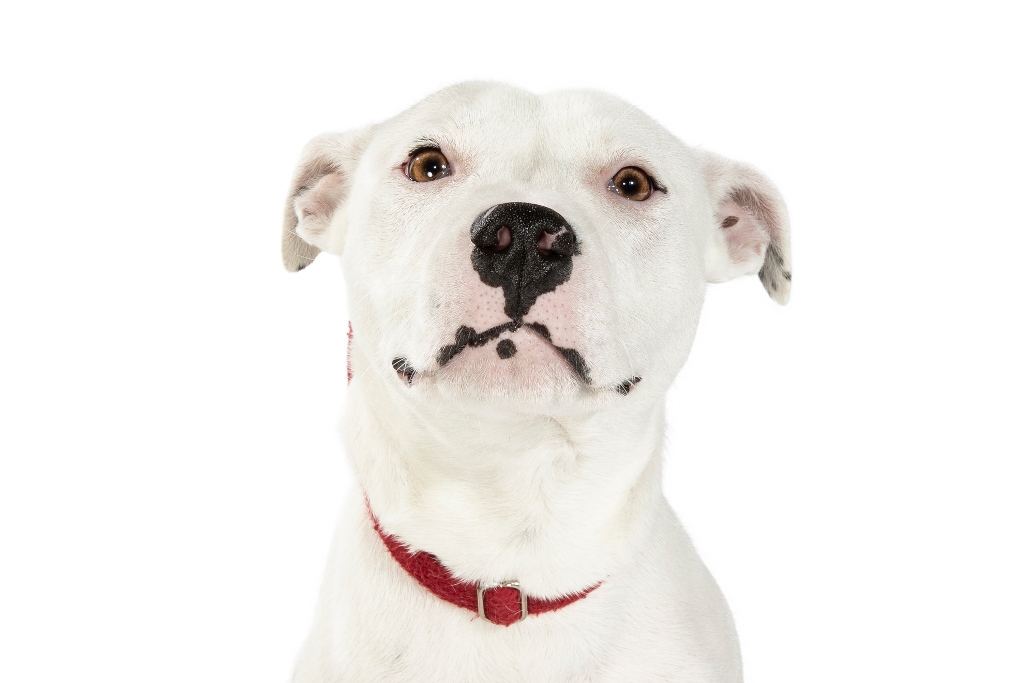 Adopt | Sydney Dogs and Cats Home