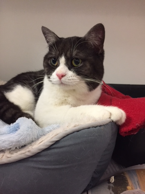 Adopt | Sydney Dogs and Cats Home