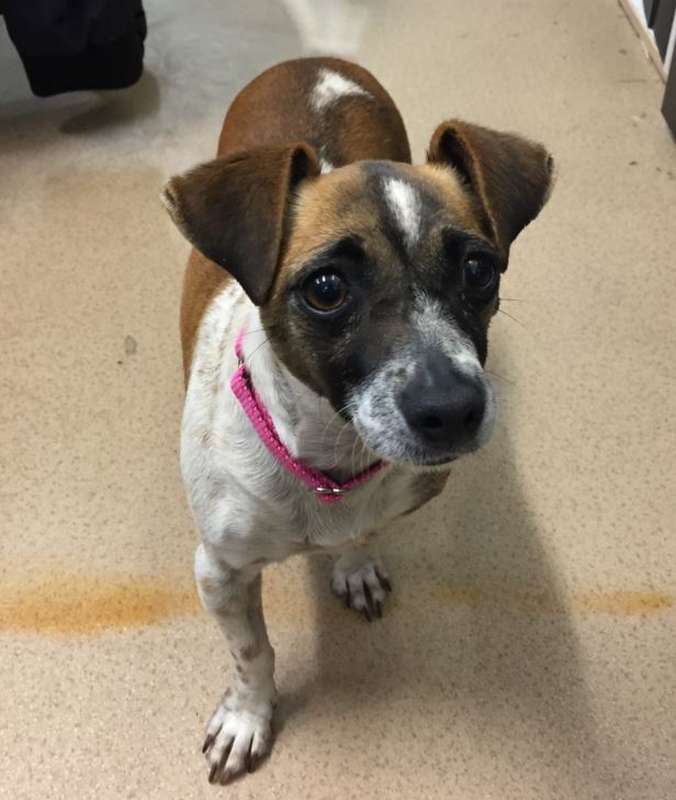 Lost but Found – Sydney Dogs and Cats Home