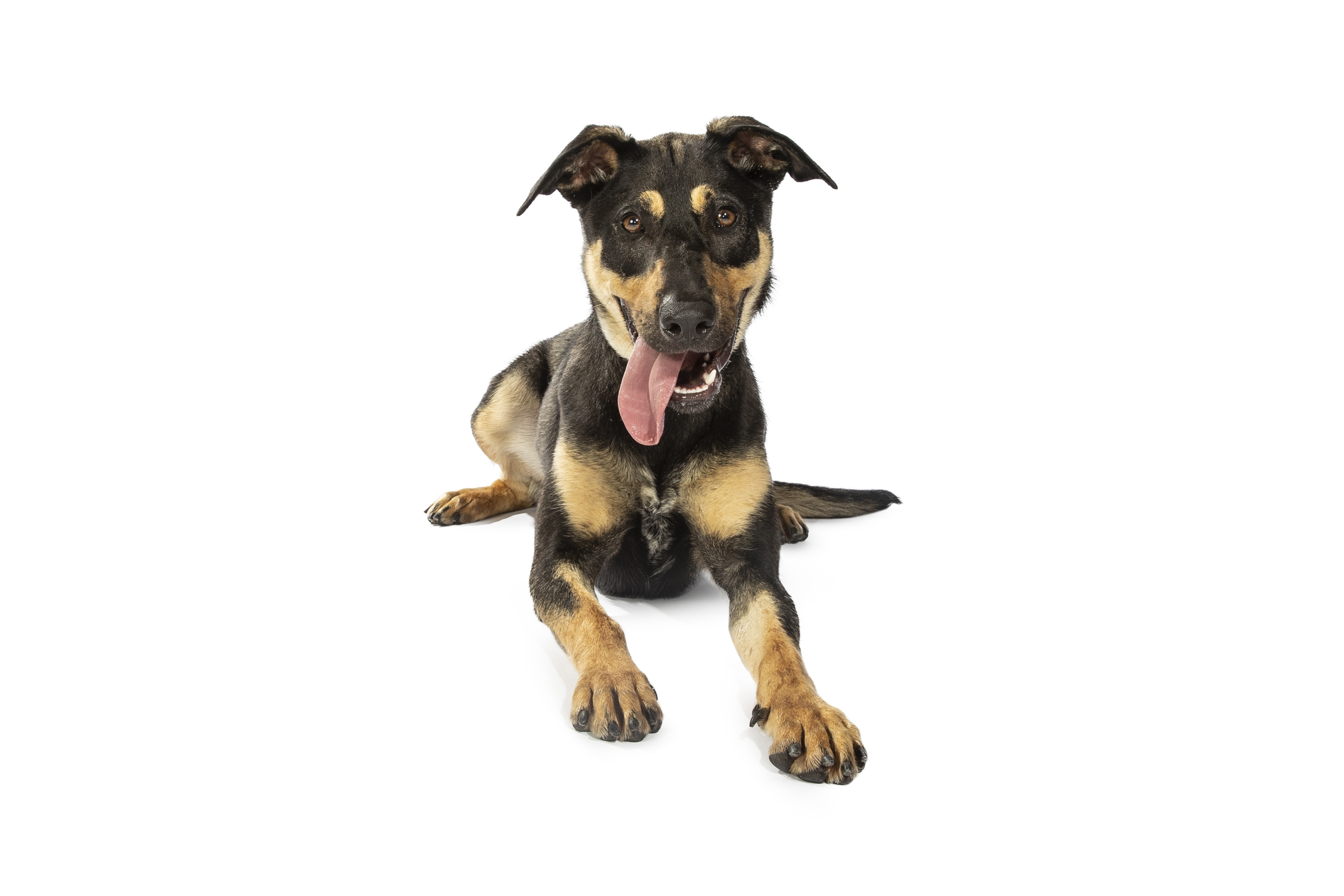 Adopt – Sydney Dogs and Cats Home