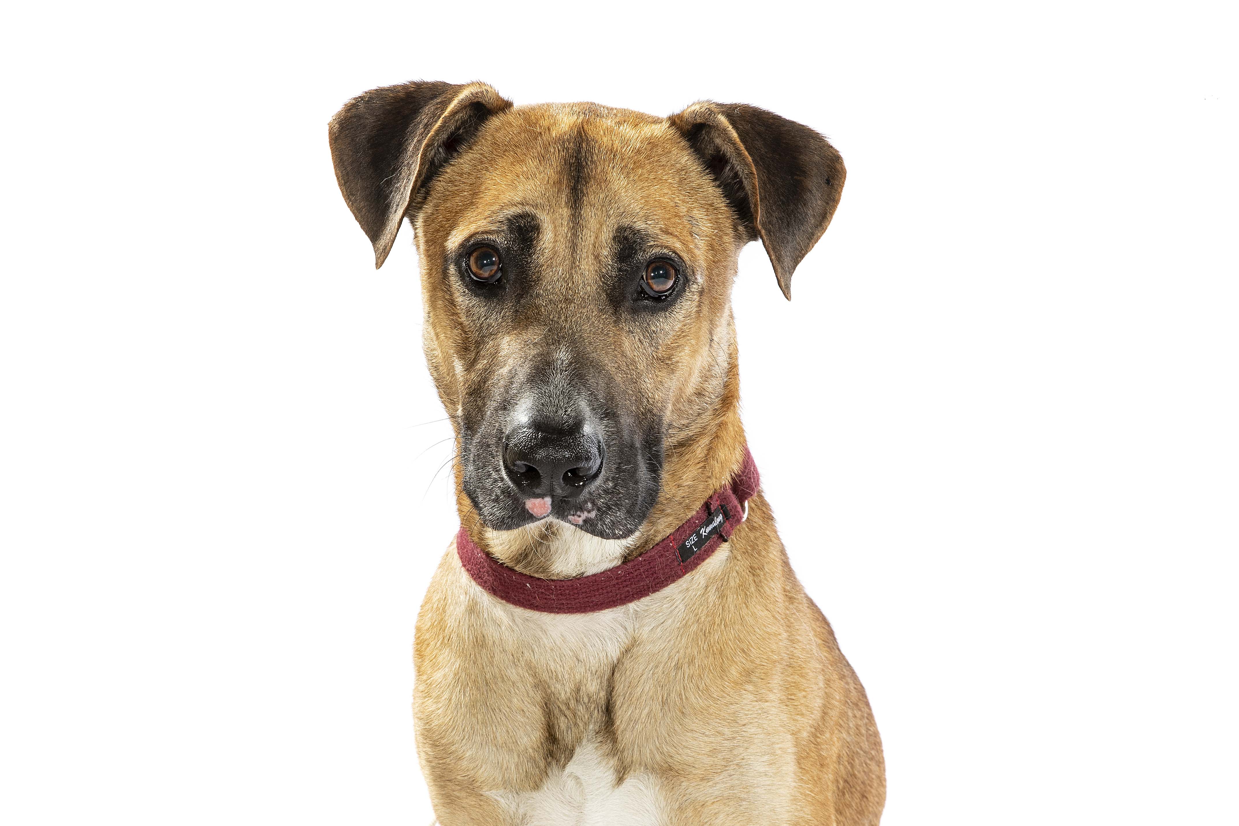 Adopt – Sydney Dogs and Cats Home