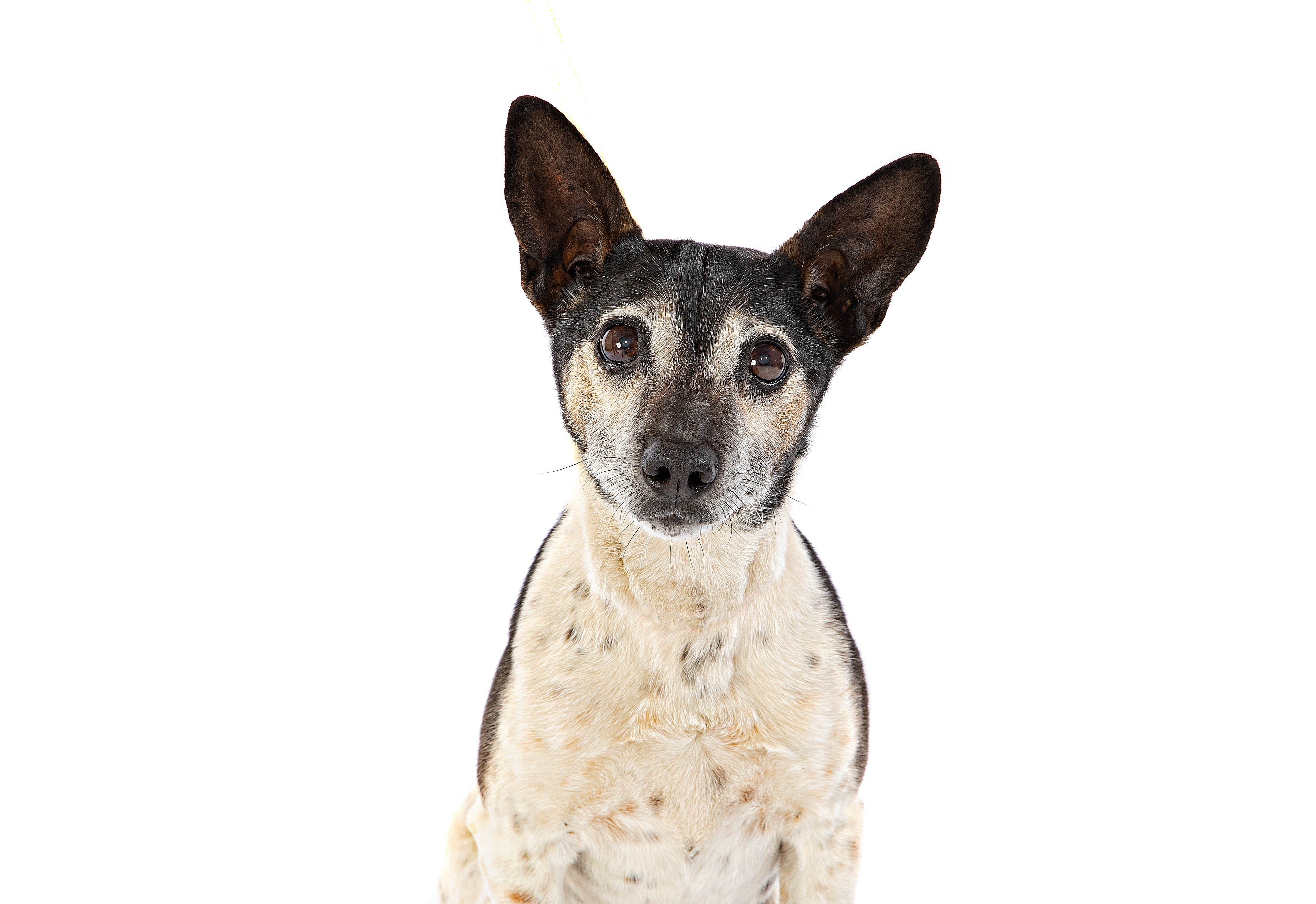 Tame & Wild Studio – Sydney Dogs and Cats Home