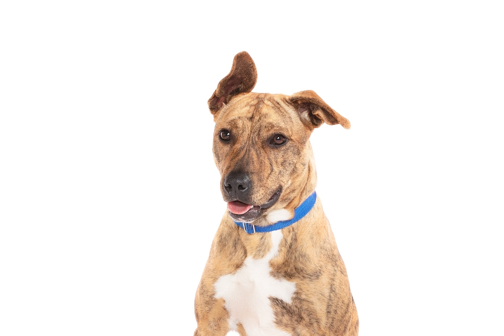 Adopt – Sydney Dogs and Cats Home