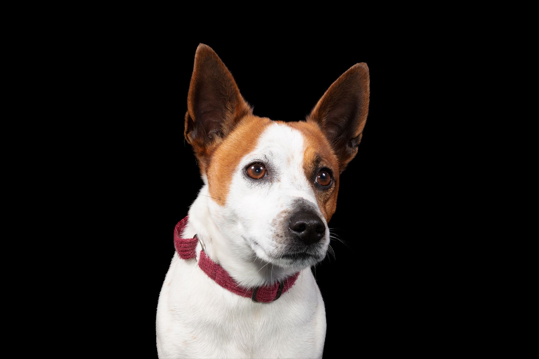 Adopt – Sydney Dogs and Cats Home