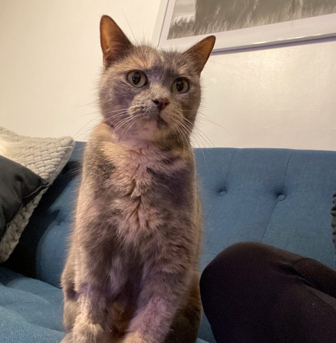 Lucia’s Story - Sydney Dogs and Cats Home