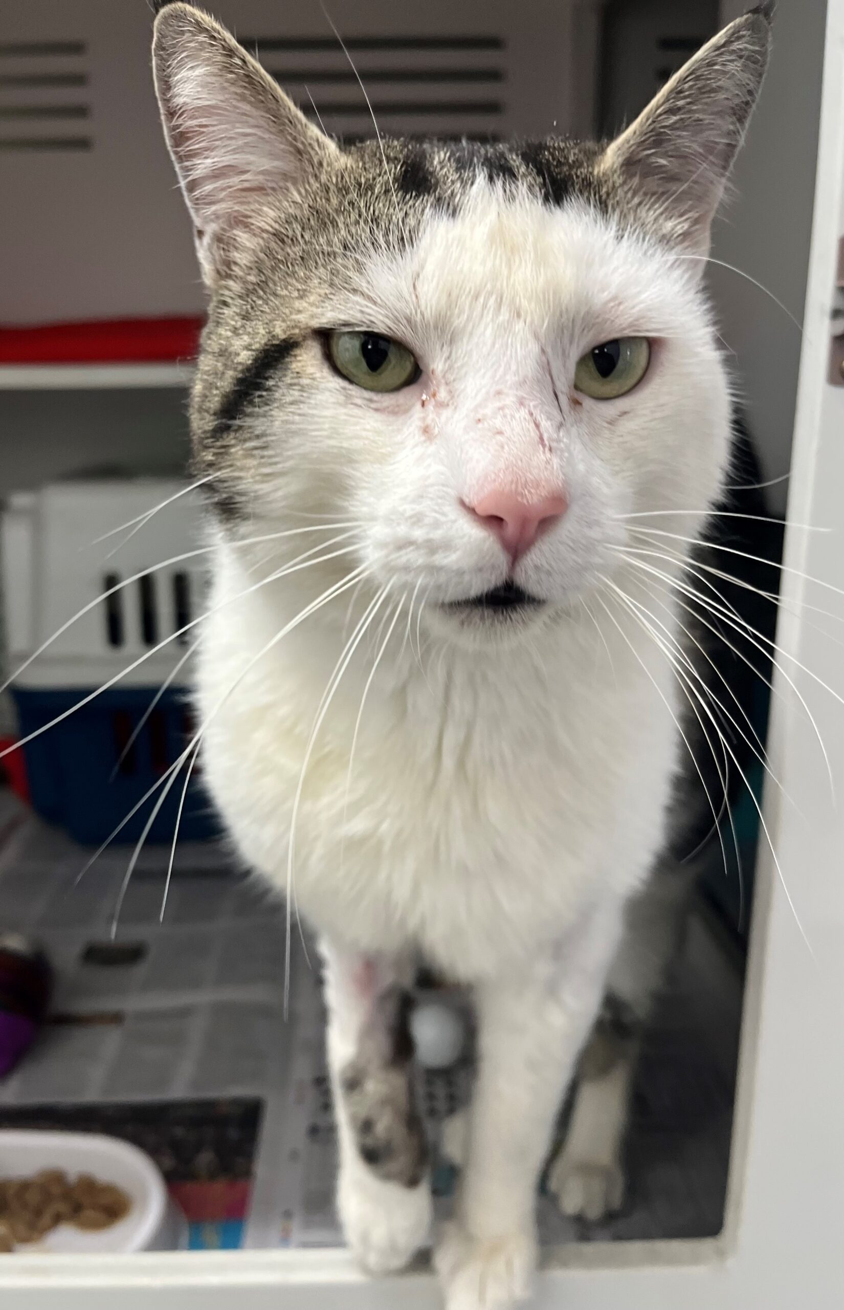 Adopt – Sydney Dogs and Cats Home