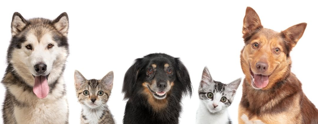 Foster Carer Tips & Tricks - Sydney Dogs and Cats Home