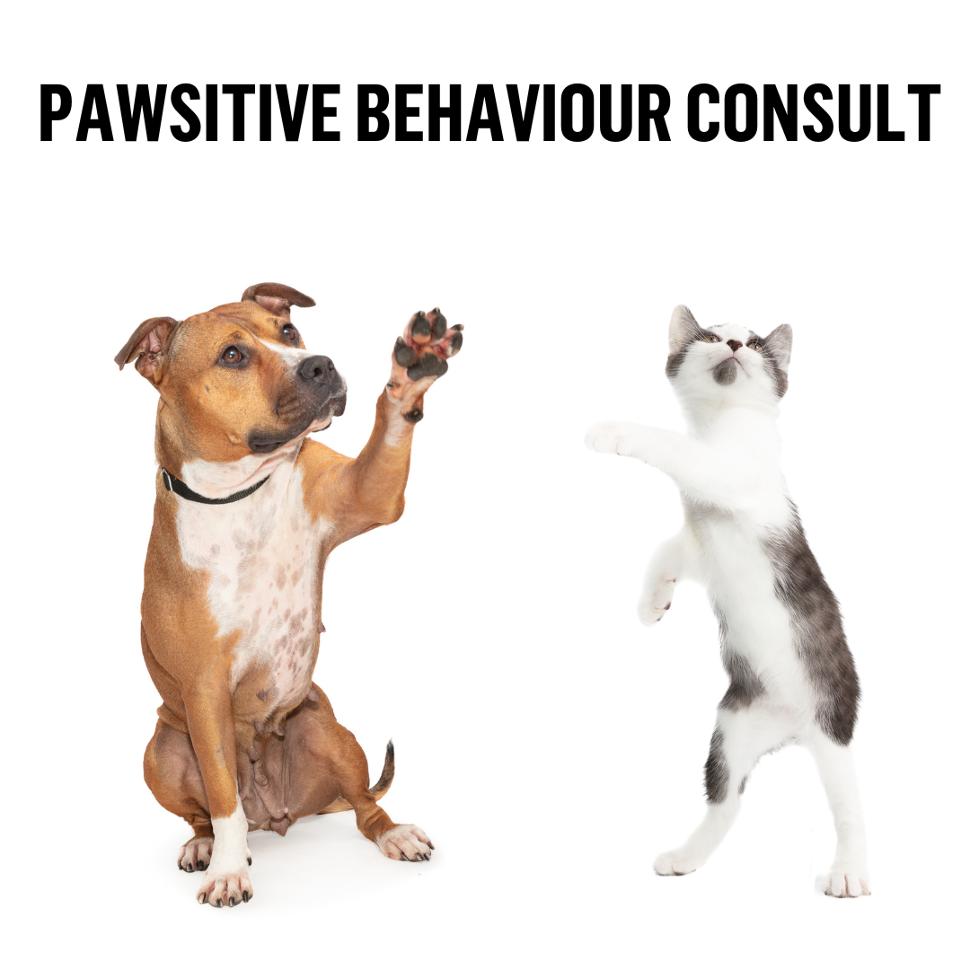 Vet Services - Sydney Dogs and Cats Home