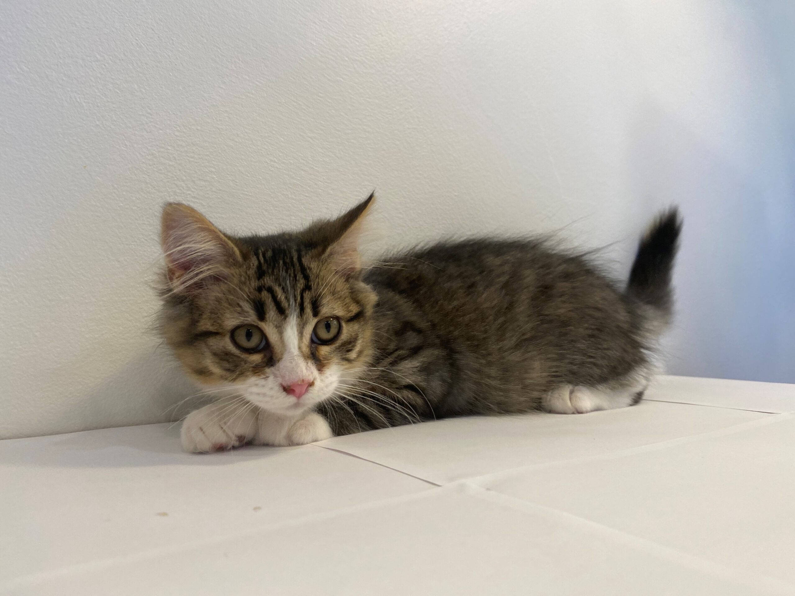 Adopt – Sydney Dogs and Cats Home