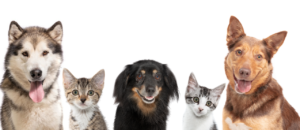 Foster Care – Sydney Dogs and Cats Home