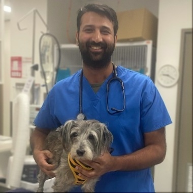 Vet Services - Sydney Dogs and Cats Home