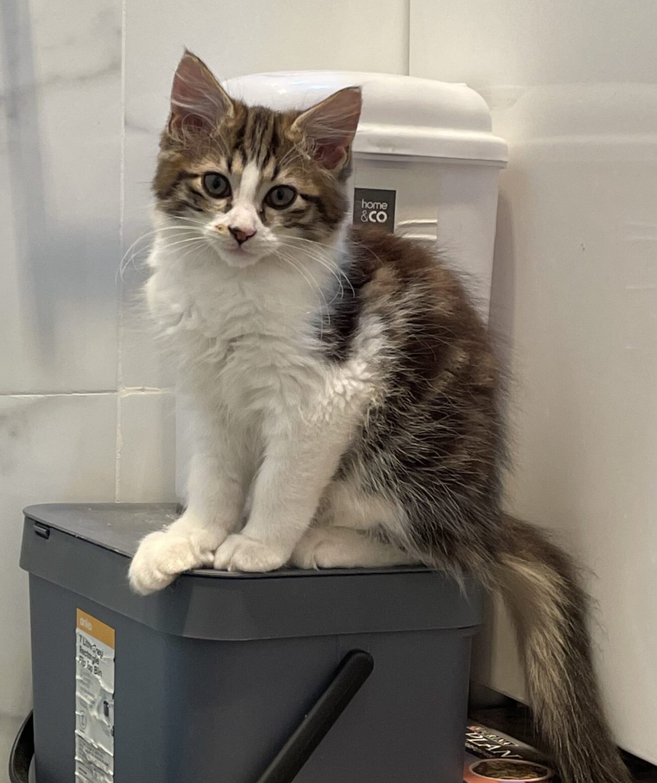 Adopt – Sydney Dogs and Cats Home