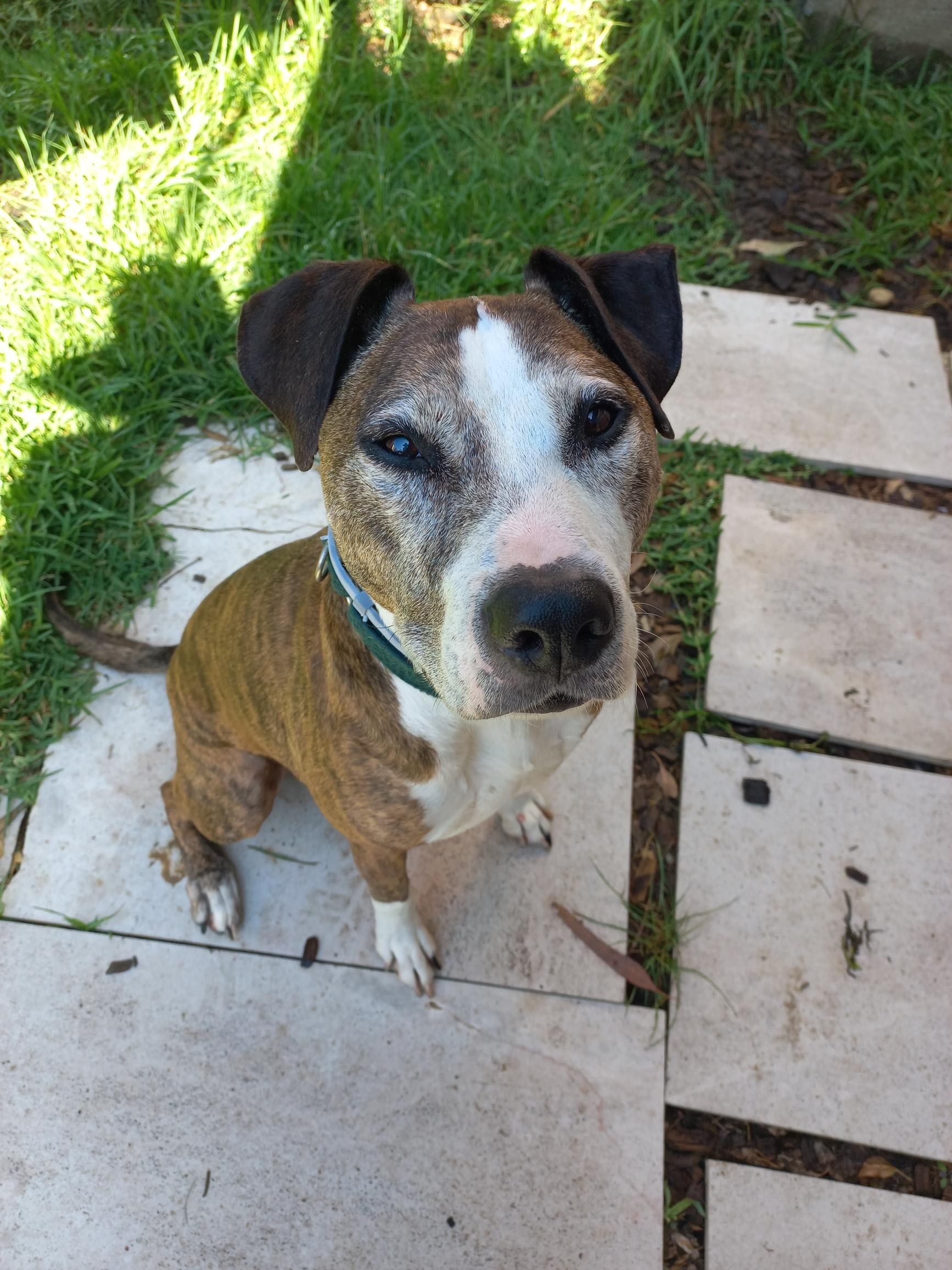 Adopt – Sydney Dogs and Cats Home