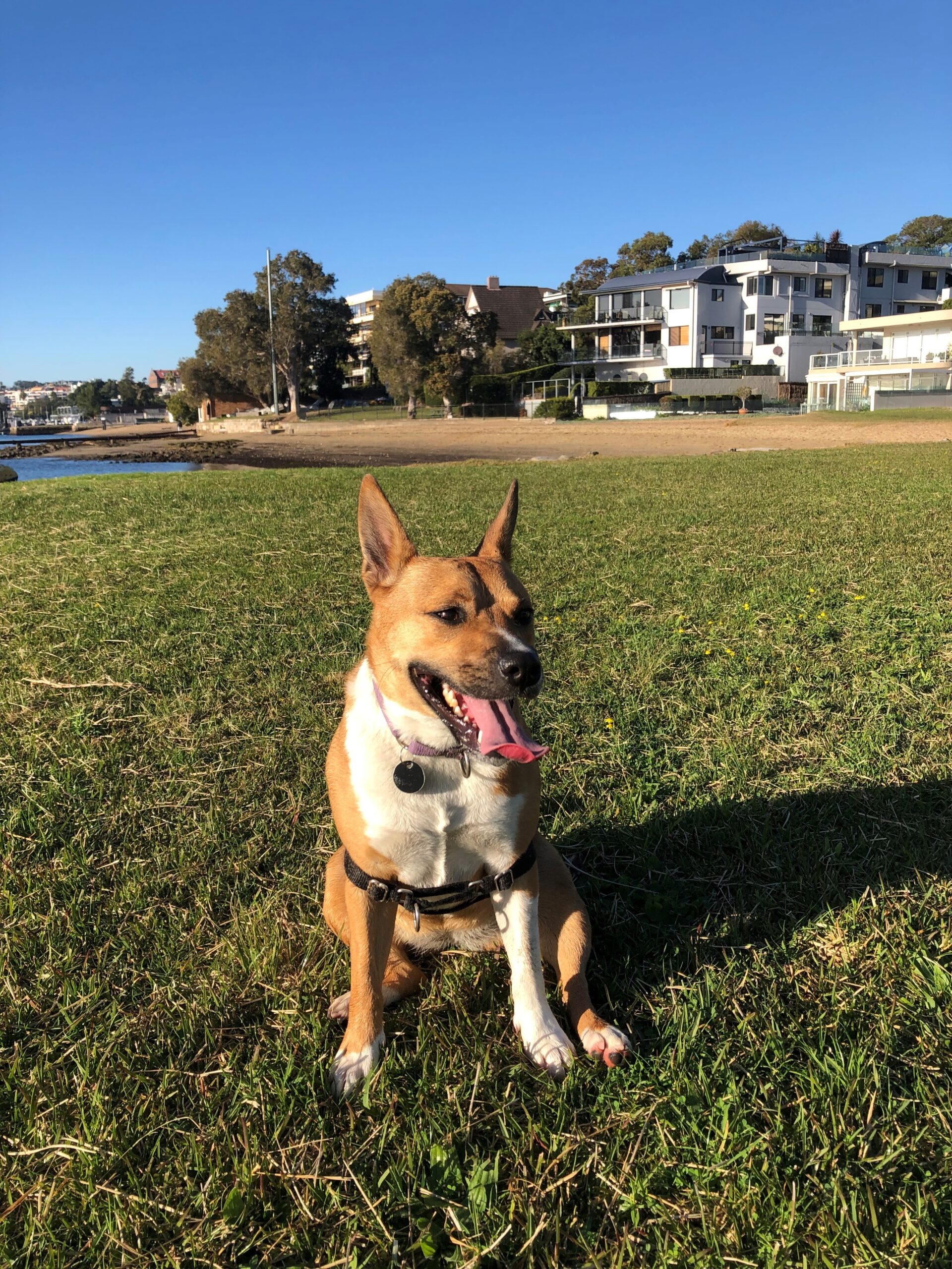 Adopt - Sydney Dogs and Cats Home