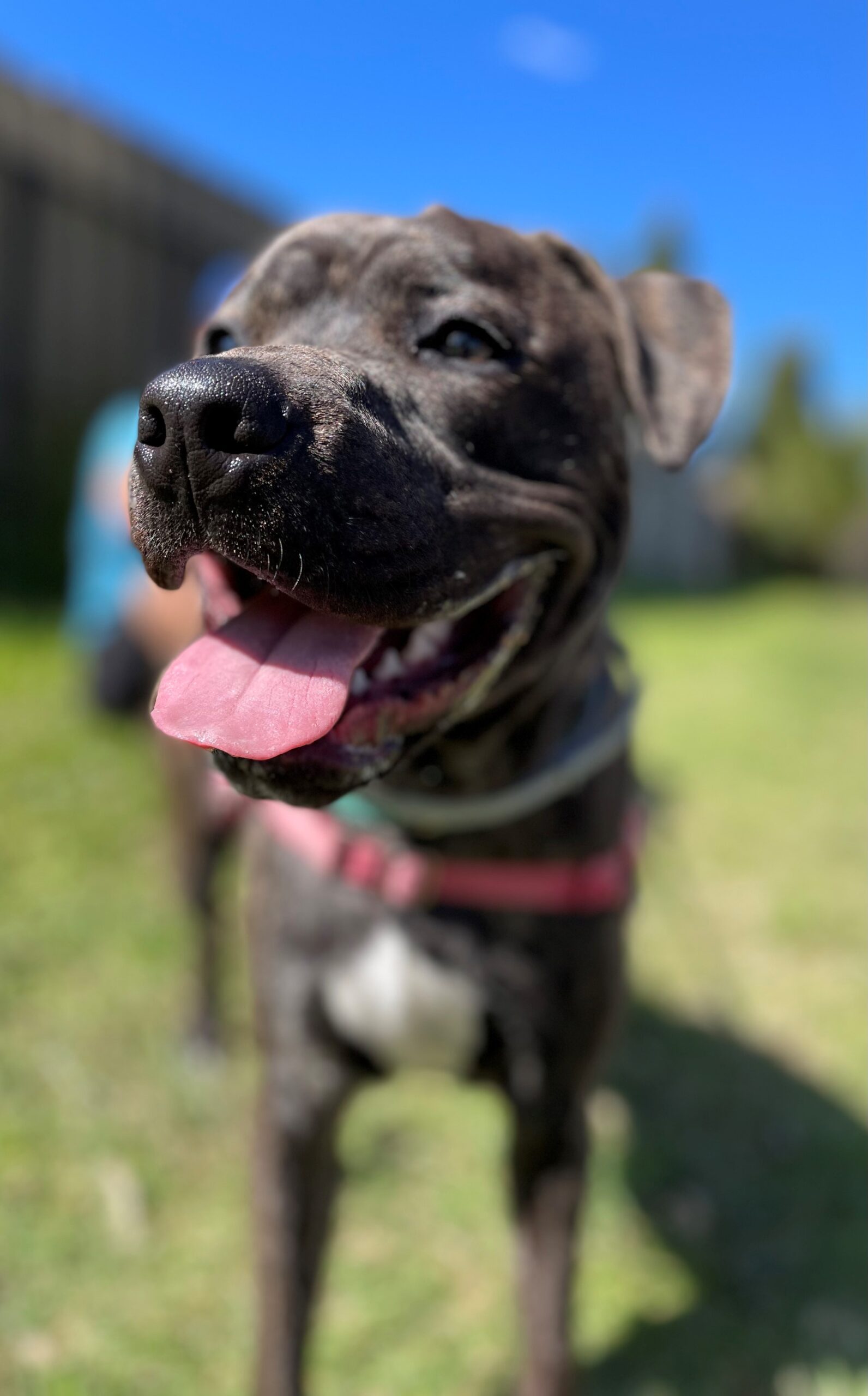 Adopt - Sydney Dogs and Cats Home