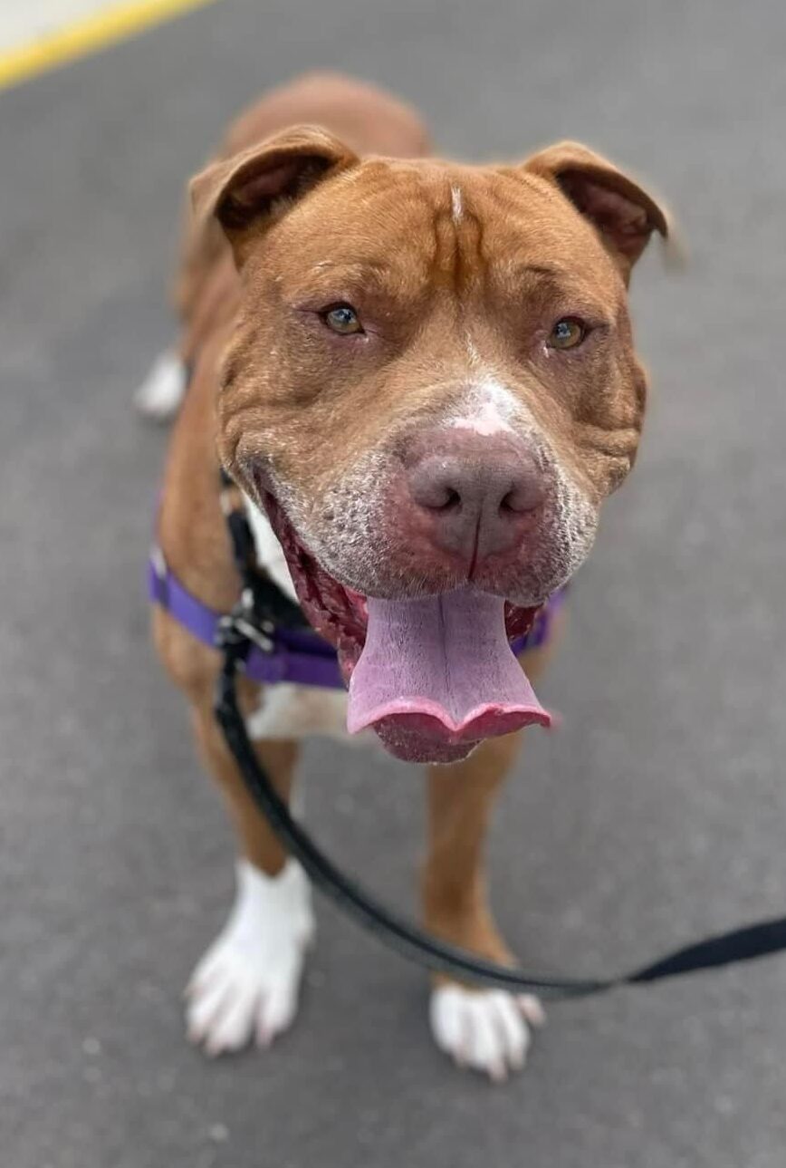 Adopt - Sydney Dogs and Cats Home