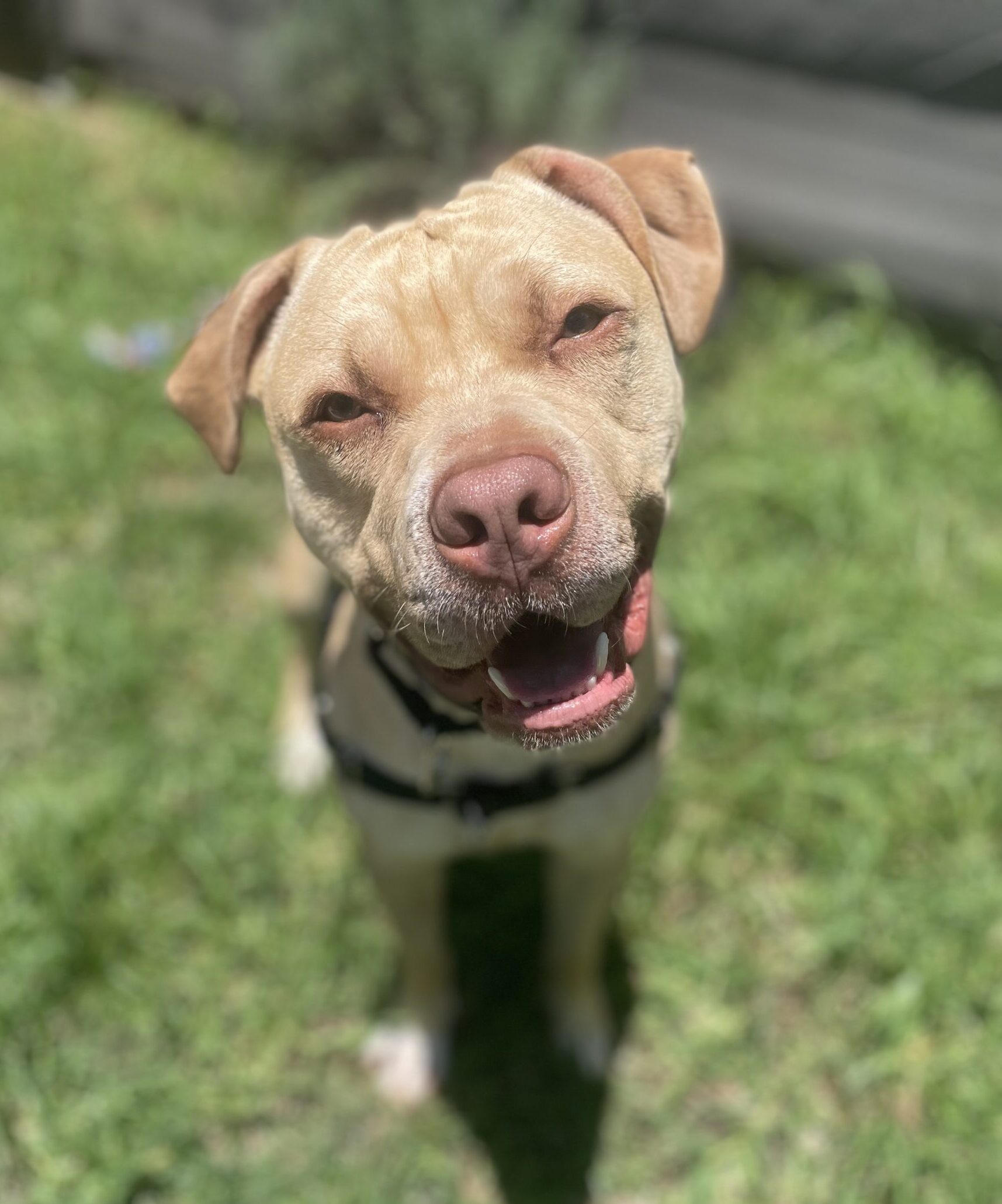 Adopt - Sydney Dogs and Cats Home