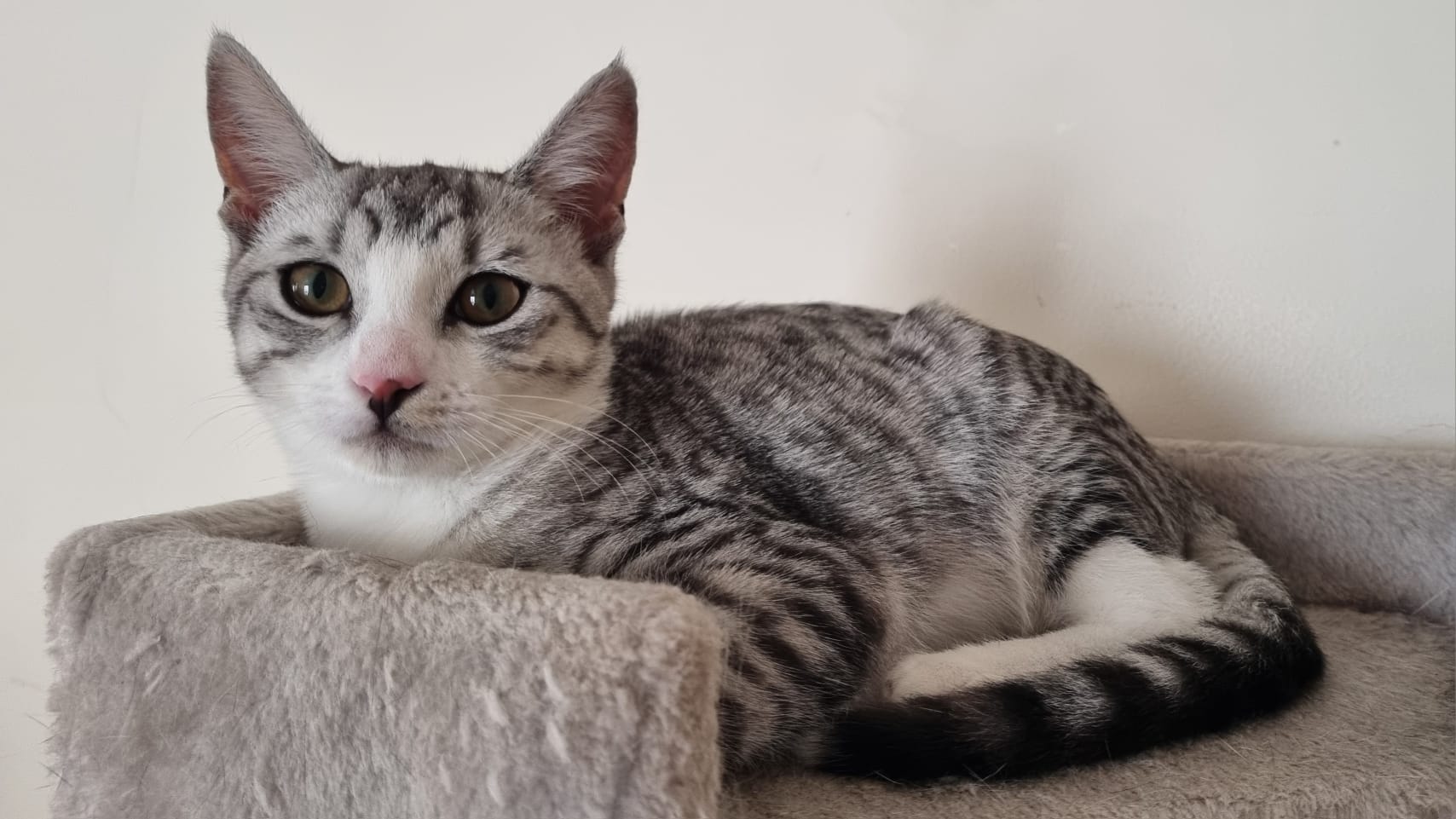 Adopt - Sydney Dogs and Cats Home