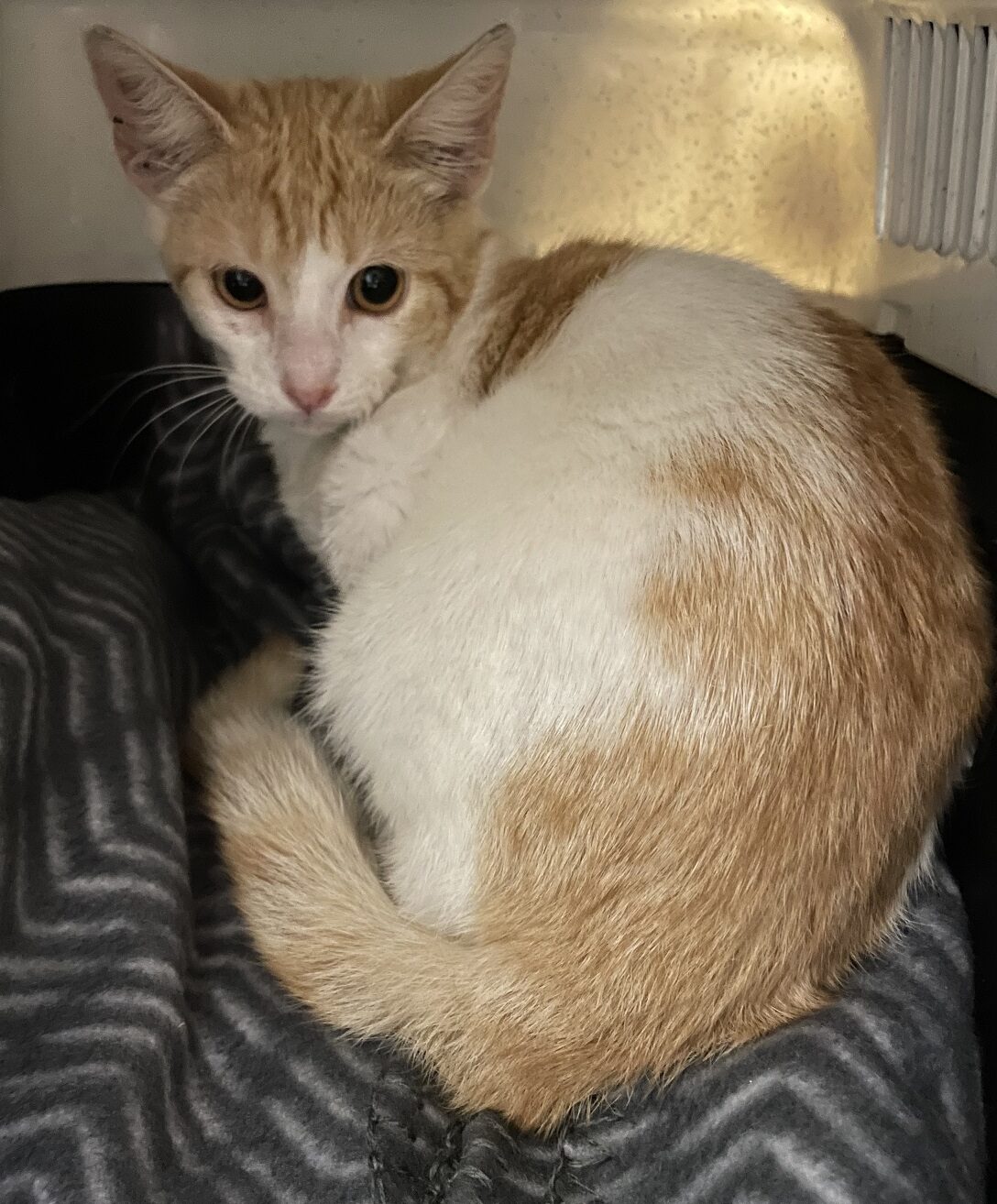 Lost but Found - Sydney Dogs and Cats Home