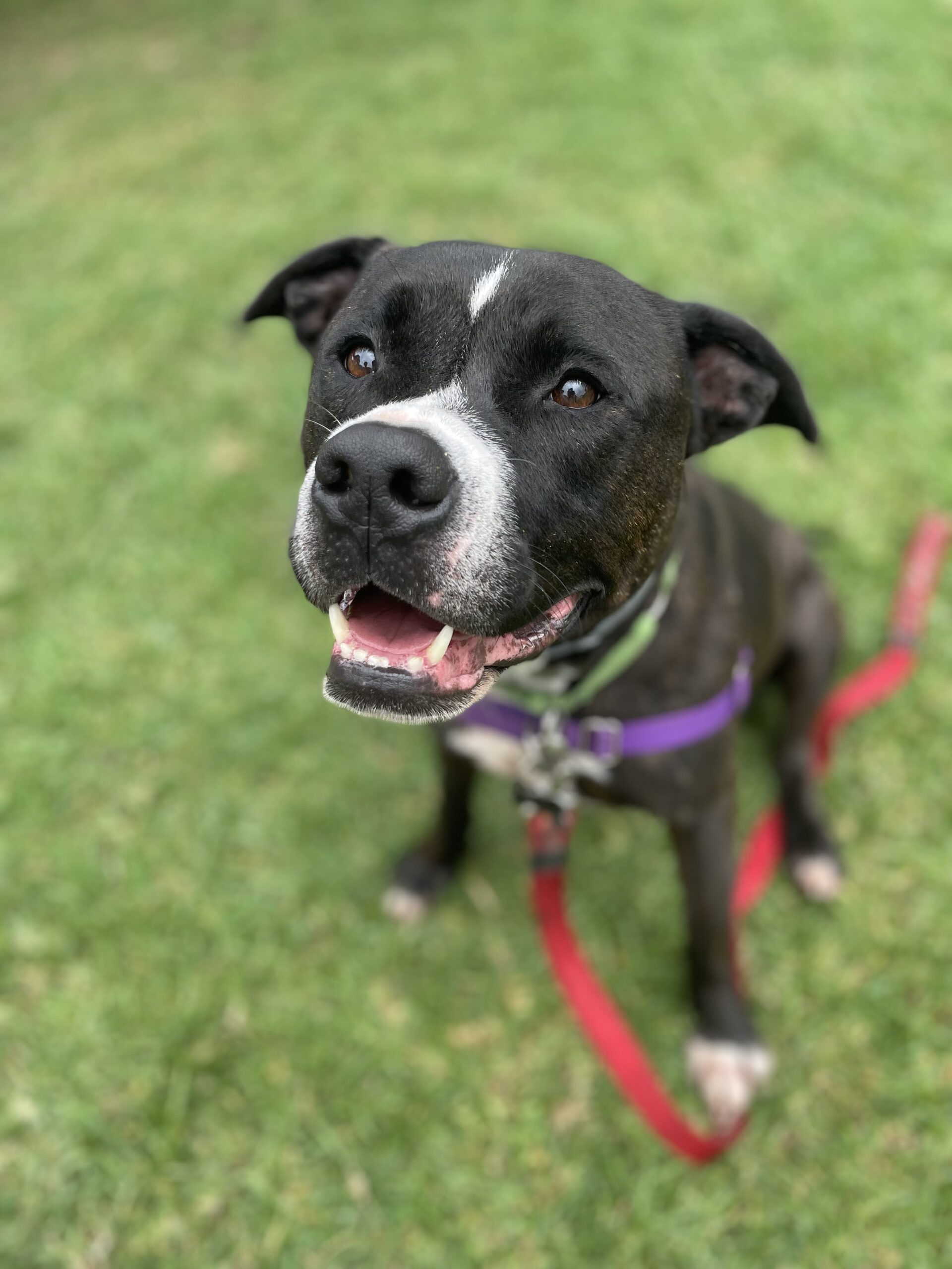 Adopt # - Sydney Dogs and Cats Home