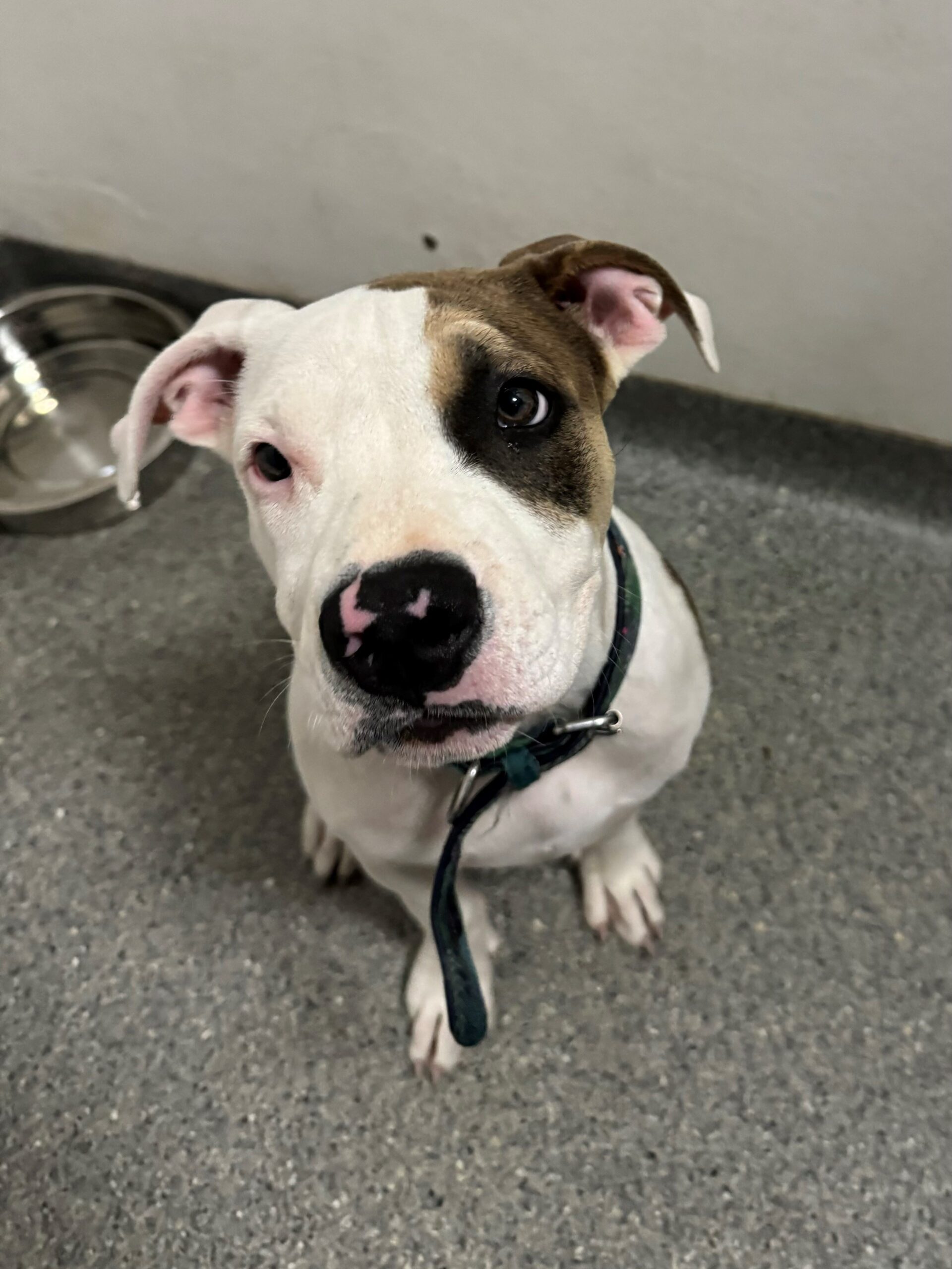 Lost but Found - Sydney Dogs and Cats Home