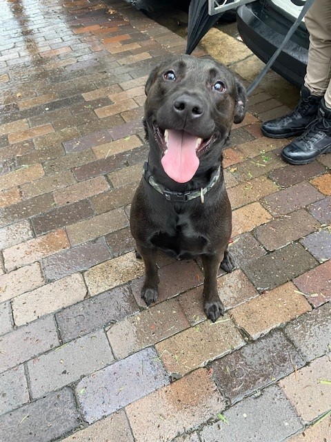 Lost but Found - Sydney Dogs and Cats Home