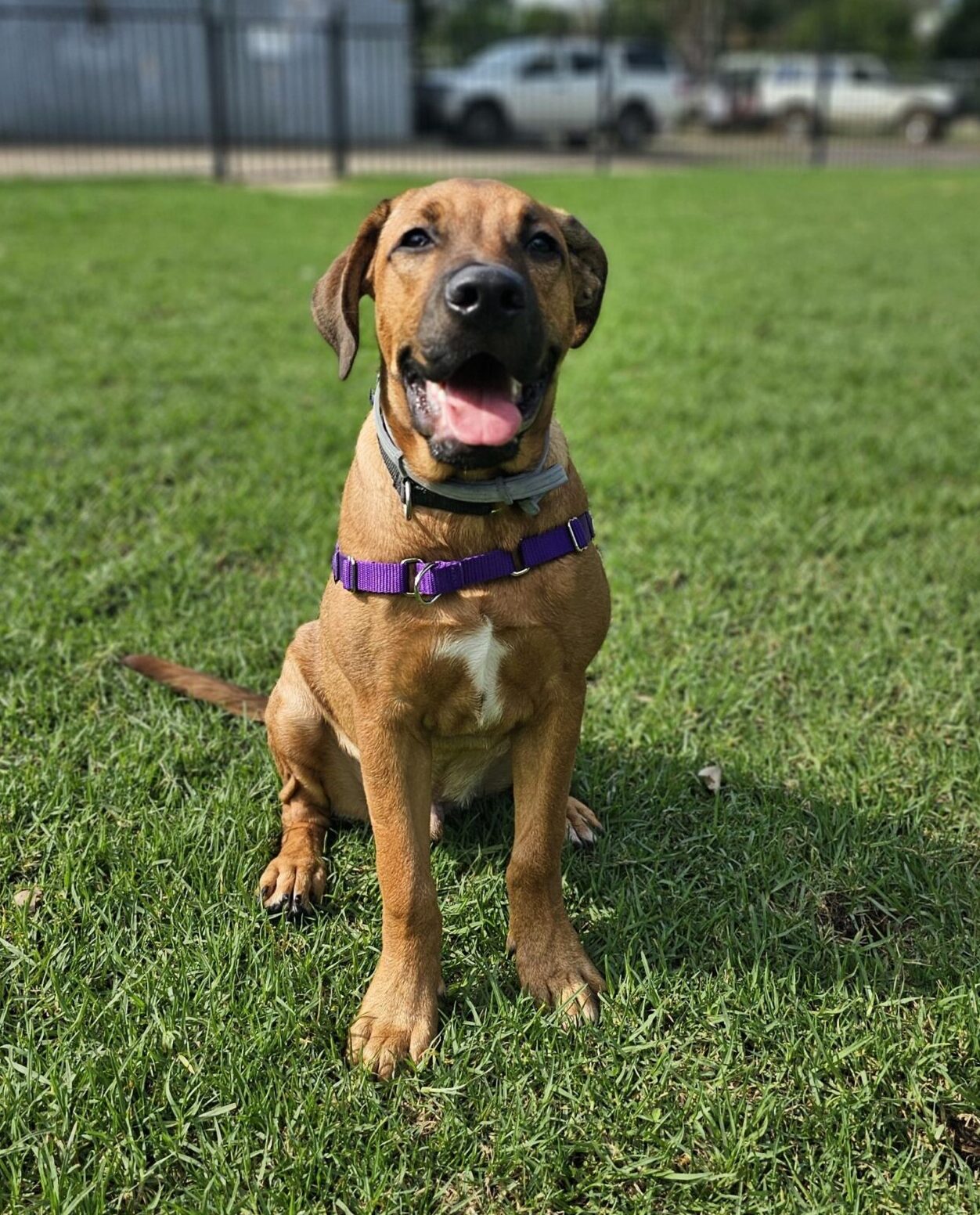 Adopt # - Sydney Dogs and Cats Home