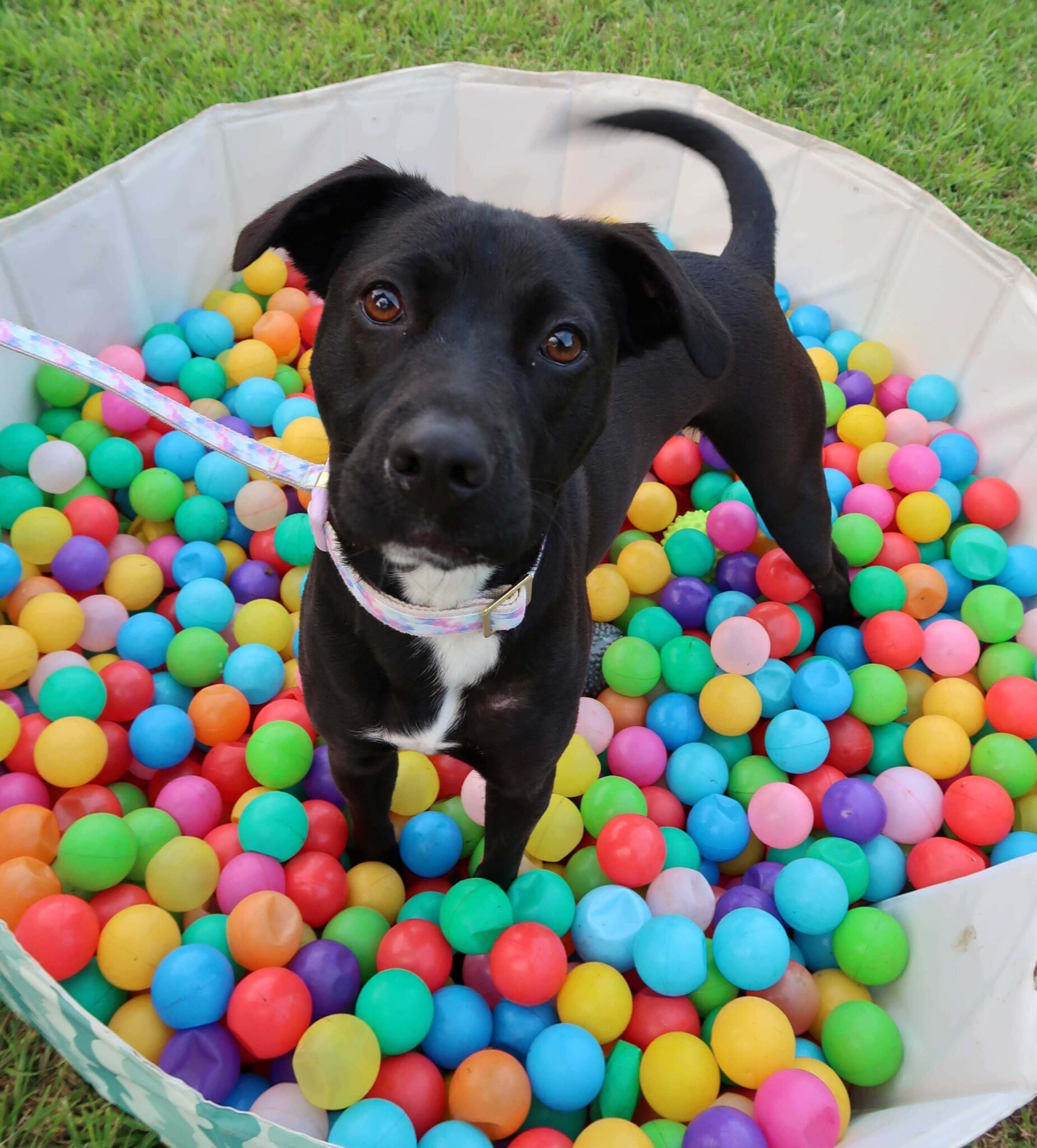 Safe Interactions Between Kids & Rescue Dogs - Sydney Dogs and Cats Home