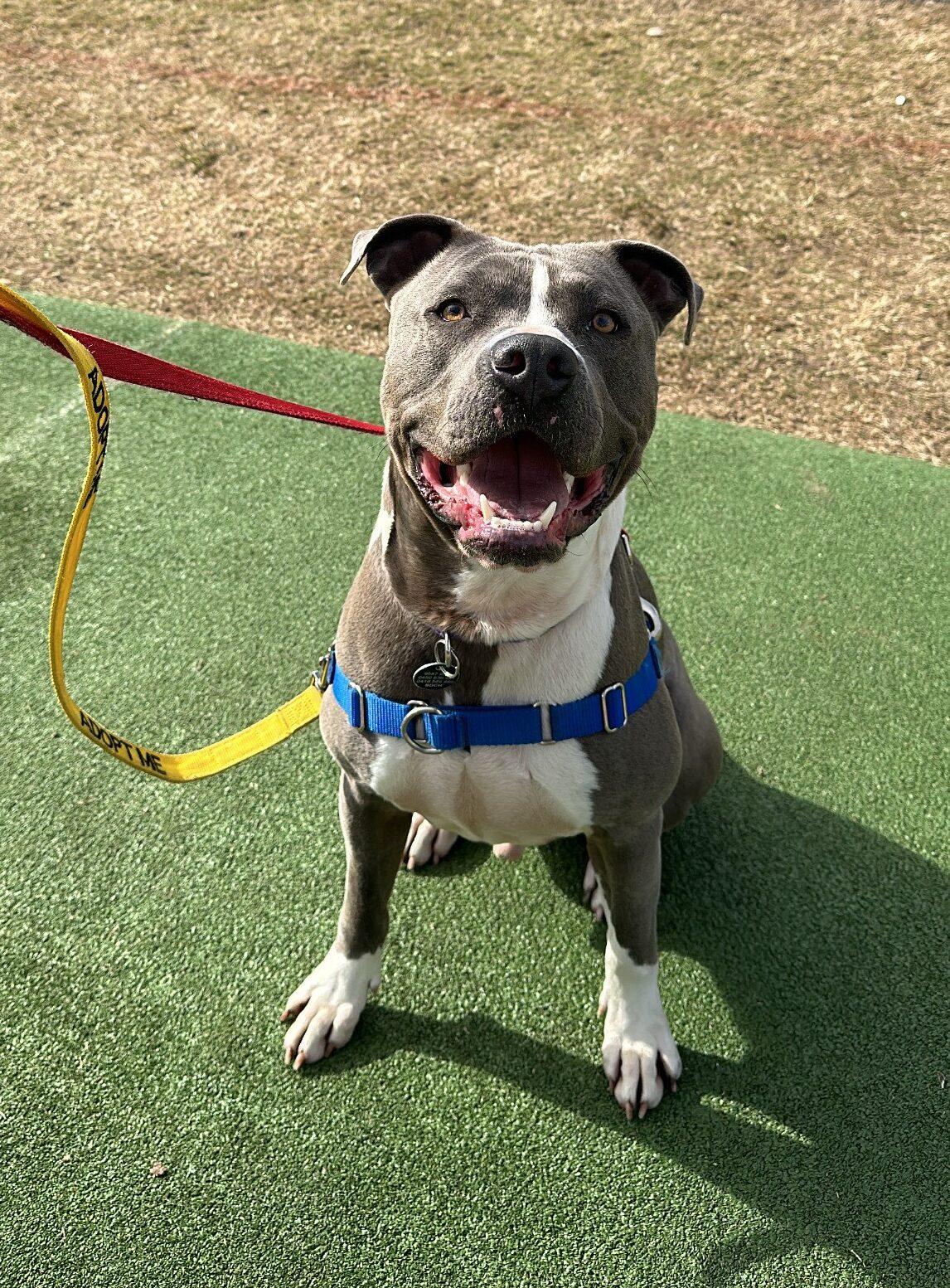 Adopt # - Sydney Dogs and Cats Home