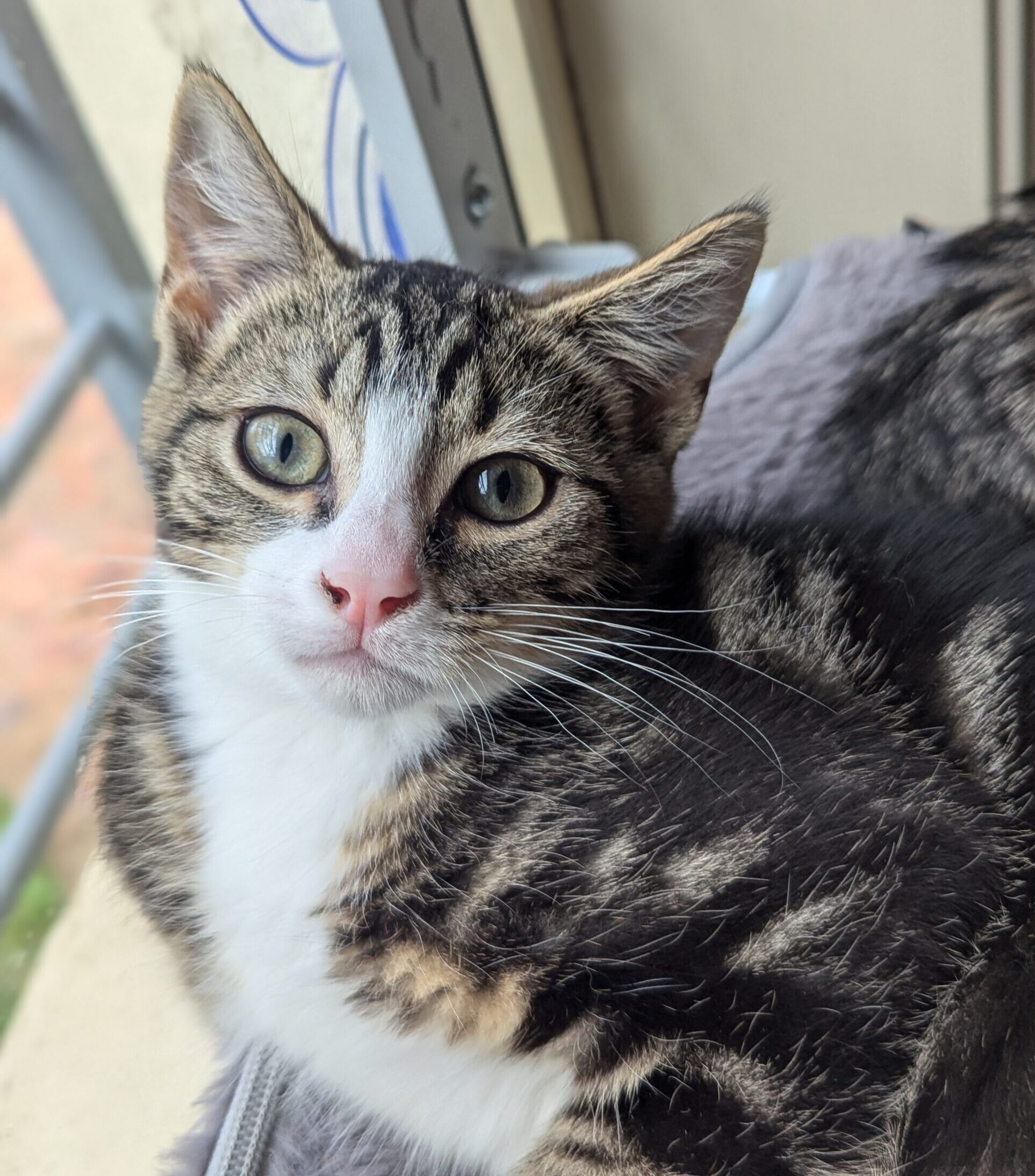 Adopt # - Sydney Dogs and Cats Home