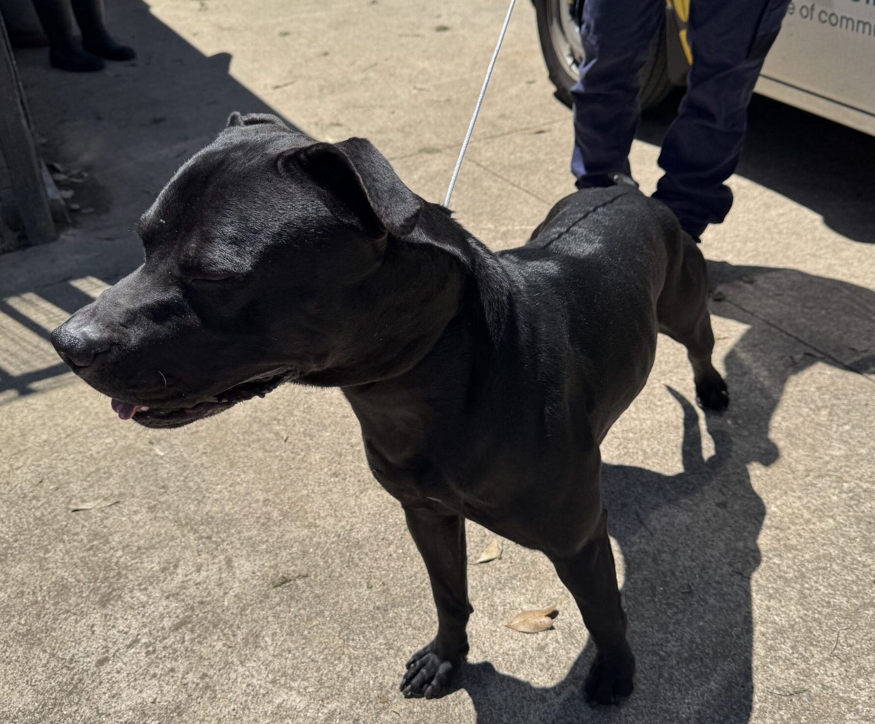 Lost but Found - Sydney Dogs and Cats Home